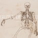 Vintage Anatomy Drawings / Skeleton Wall Art / PRINTABLE / DIGITAL ...
