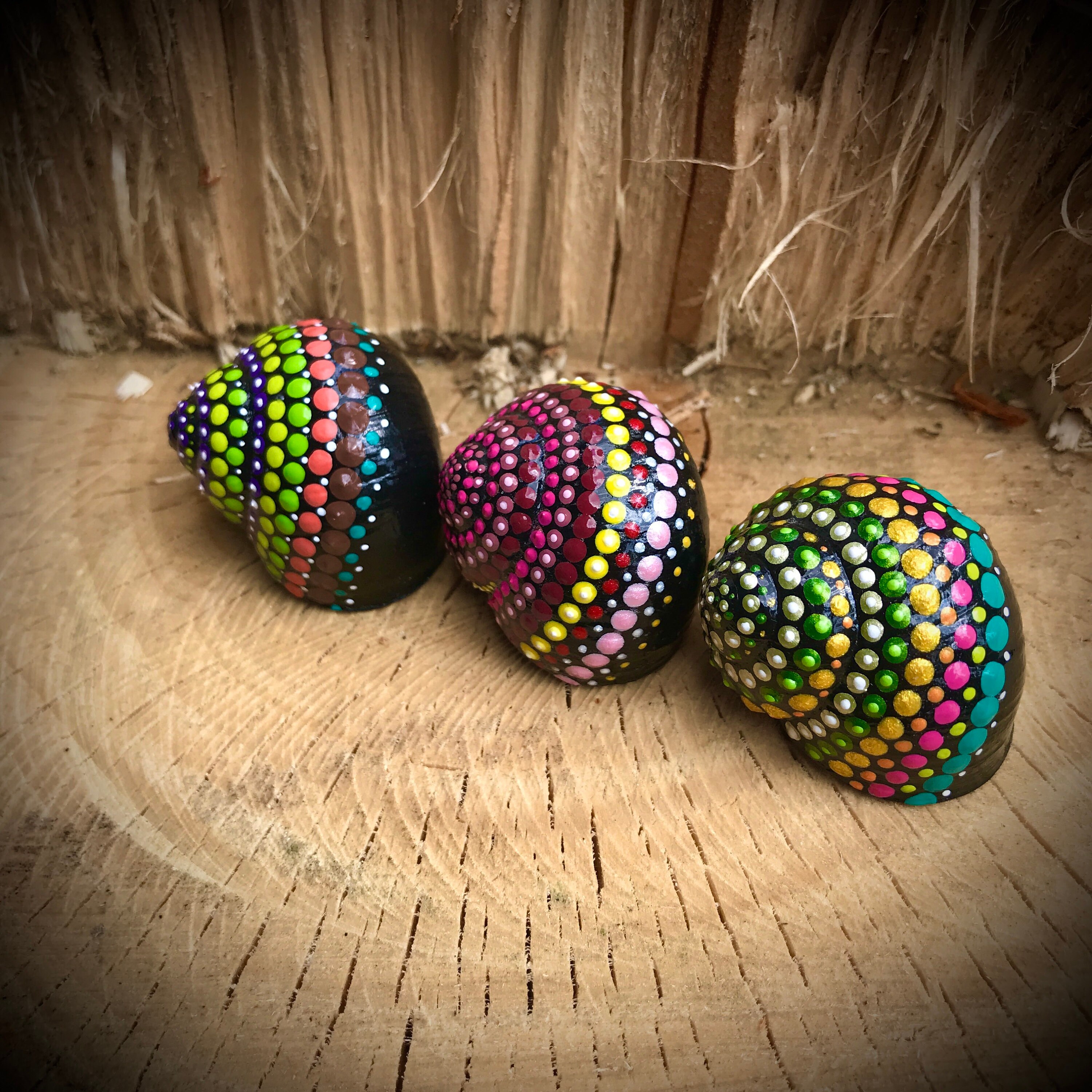 3 Dot Painted Rainbow Coloured Snail Shells, Beautiful Natural Summer ...
