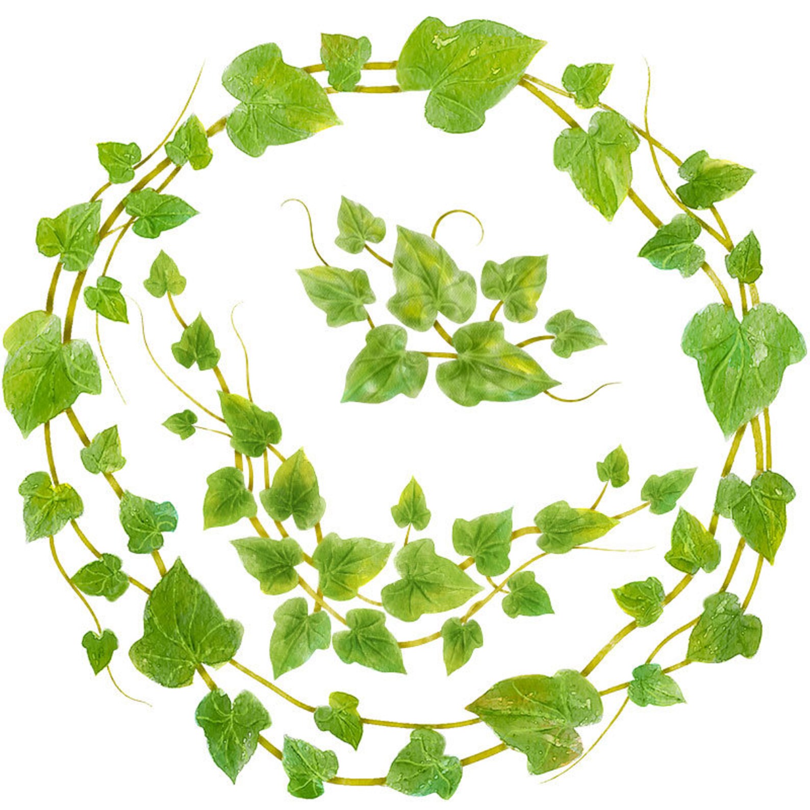 Watercolor Ivy Wreath, Ivy Wreath Clipart, Leaf Wreath Clipart ...