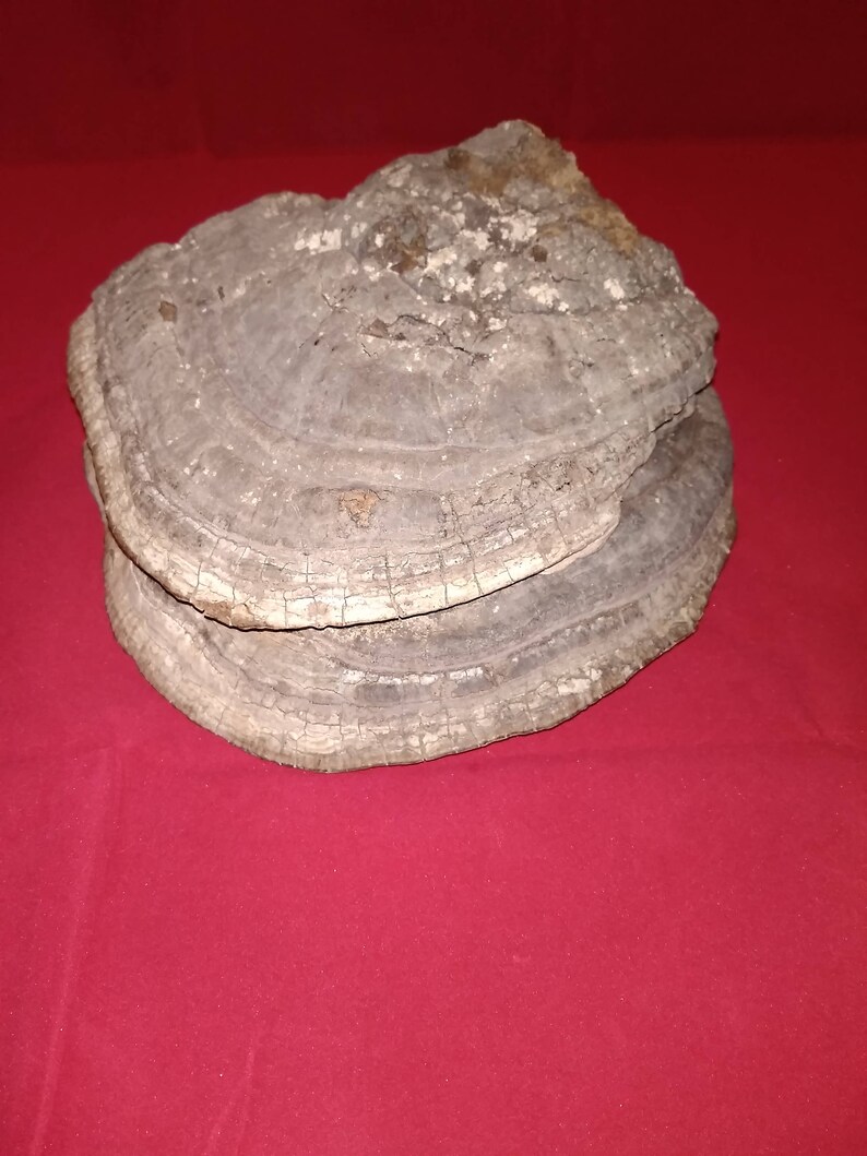 Drawn Art to Tree Fungus or Mushroom - Etsy