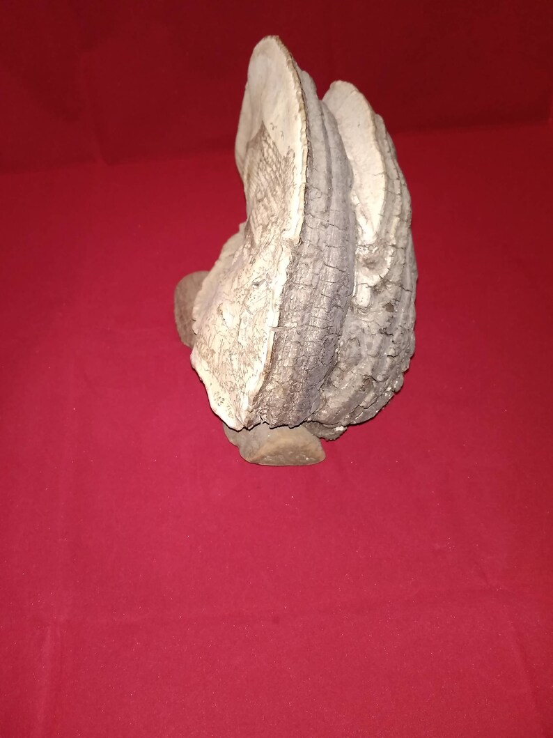 Drawn Art to Tree Fungus or Mushroom - Etsy