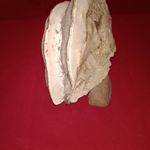 Drawn Art to Tree Fungus or Mushroom - Etsy