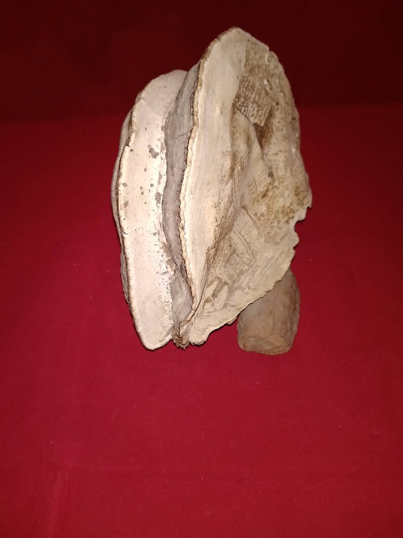 Drawn Art to Tree Fungus or Mushroom - Etsy