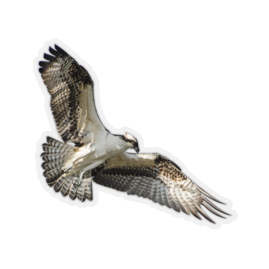Osprey Sticker - Etsy