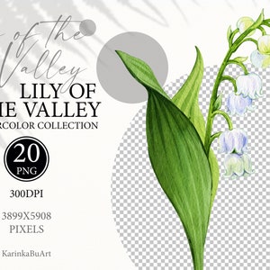 Watercolor Lily of the Valley Clipart Set. Hand Painted Spring White Floral Clipart. Separate ...