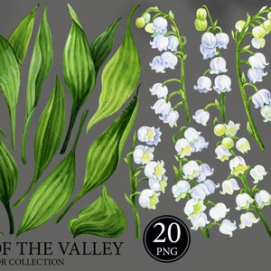Watercolor Lily of the Valley Clipart Set. Hand Painted Spring White Floral Clipart. Separate ...