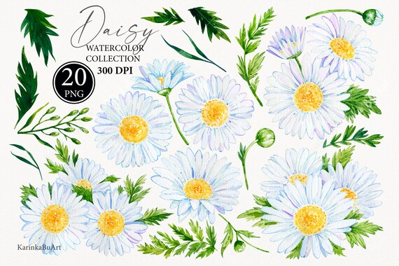 Watercolor Daisy Flower Clipart. Spring Meadow. Camomile Png. - Etsy