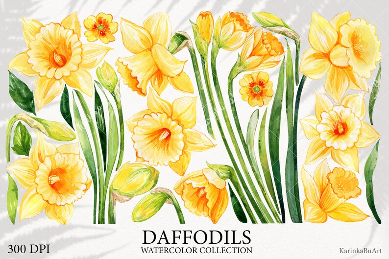 Watercolor Daffodils Clipart Set. Hand Painted Spring Flowers - Etsy