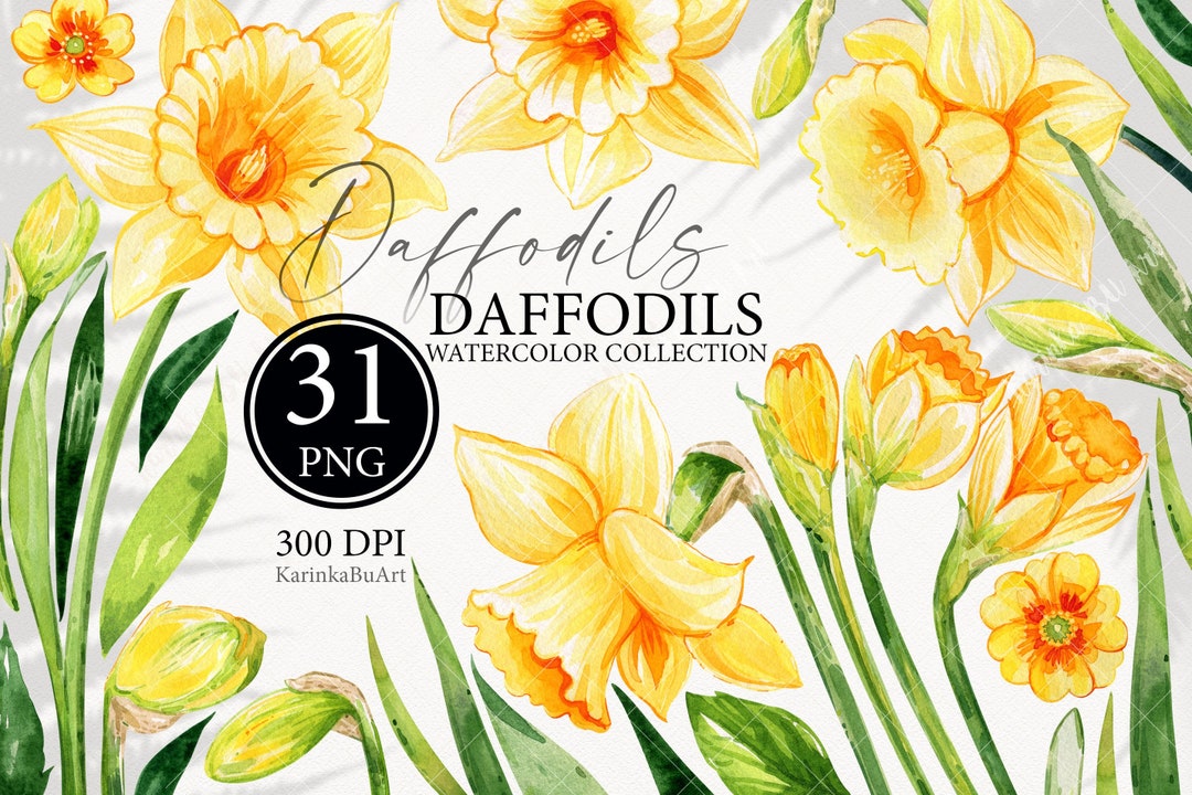 Watercolor Daffodils Clipart Set. Hand Painted Spring Flowers PNG Clip ...