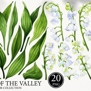 Watercolor Lily of the Valley Clipart Set. Hand Painted Spring White Floral Clipart. Separate ...