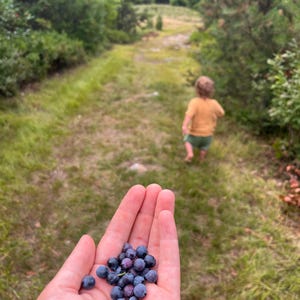 Forest Elder Elixir — Limited Edition, Small Batch - Etsy