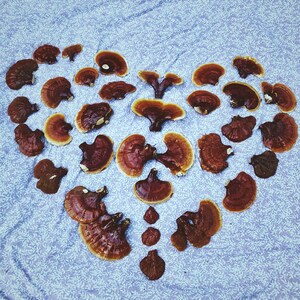 Forest Elder Elixir — Limited Edition, Small Batch - Etsy