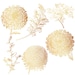 Gold Flower Overlays, Gold Leaves Overlay Clipart, Gold Floral Clipart ...