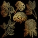 Gold Flower Overlays, Gold Leaves Overlay Clipart, Gold Floral Clipart ...