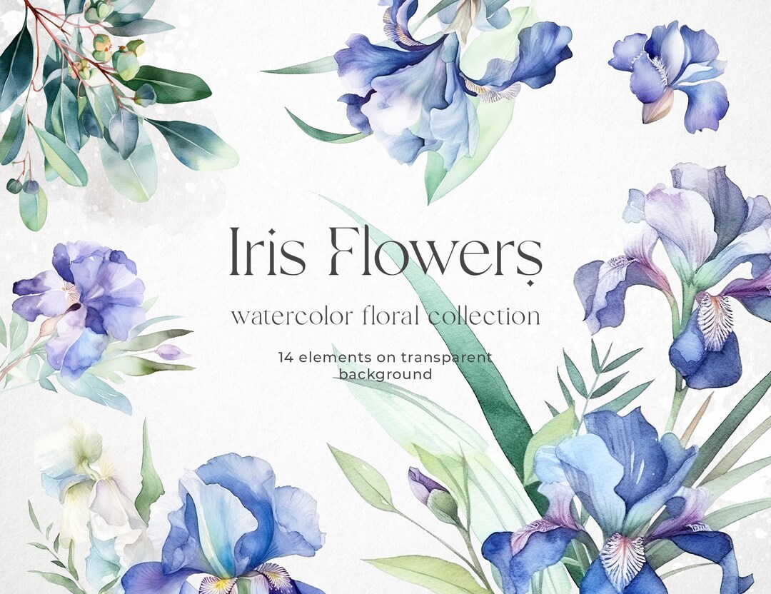 Watercolor Iris Flowers, Iris Design Elements, Floral Clipart ...