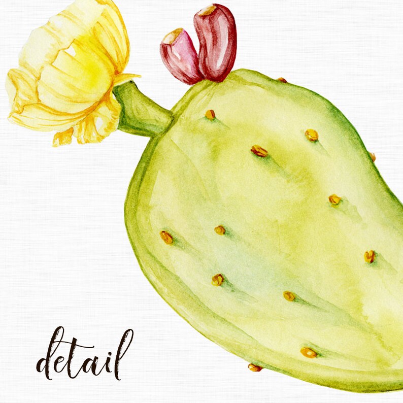 Watercolor Cactus Clip Art, Watercolor Cactuses, Summer Clip Art ...