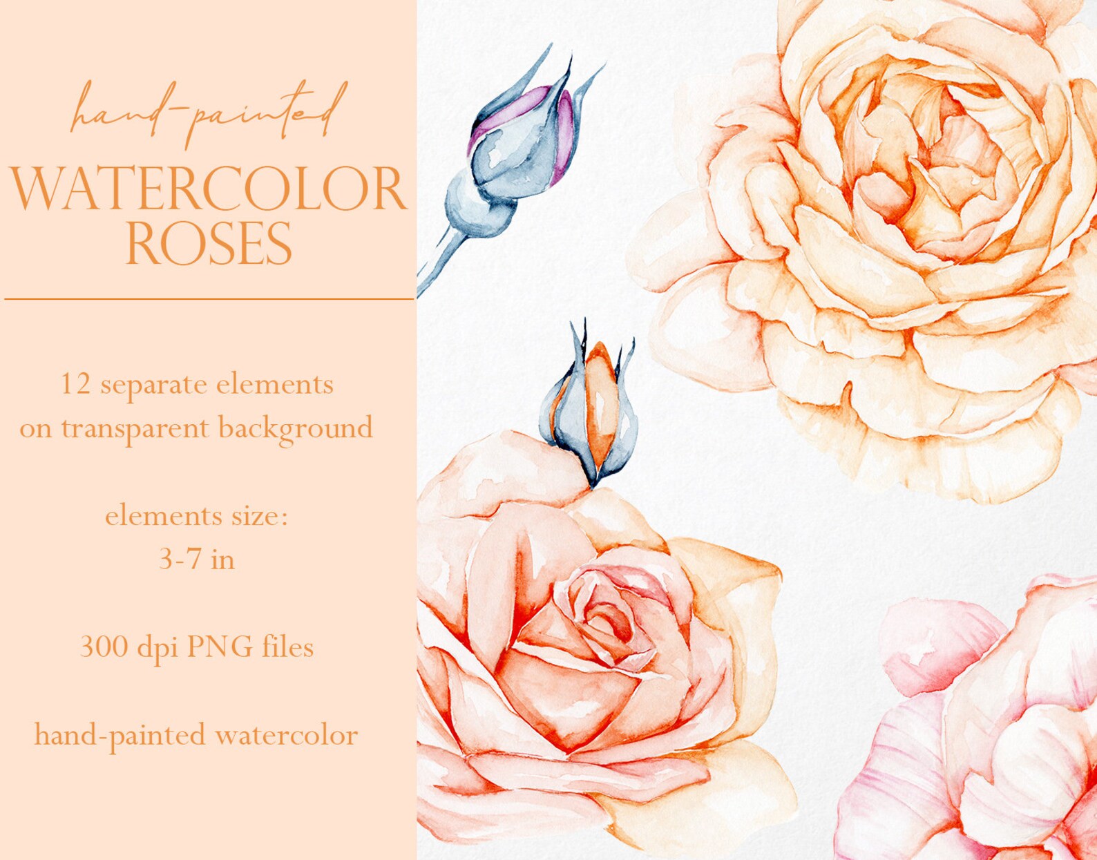 Watercolor Roses Clipart Hand Painted Watercolor Clipart - Etsy