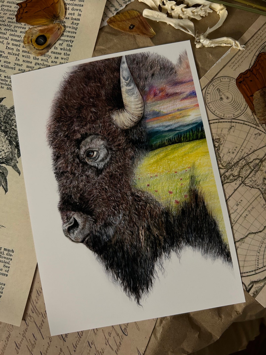 Bison, Buffalo, Art Print, Landscape, Country, Colored Pencil, Artist ...