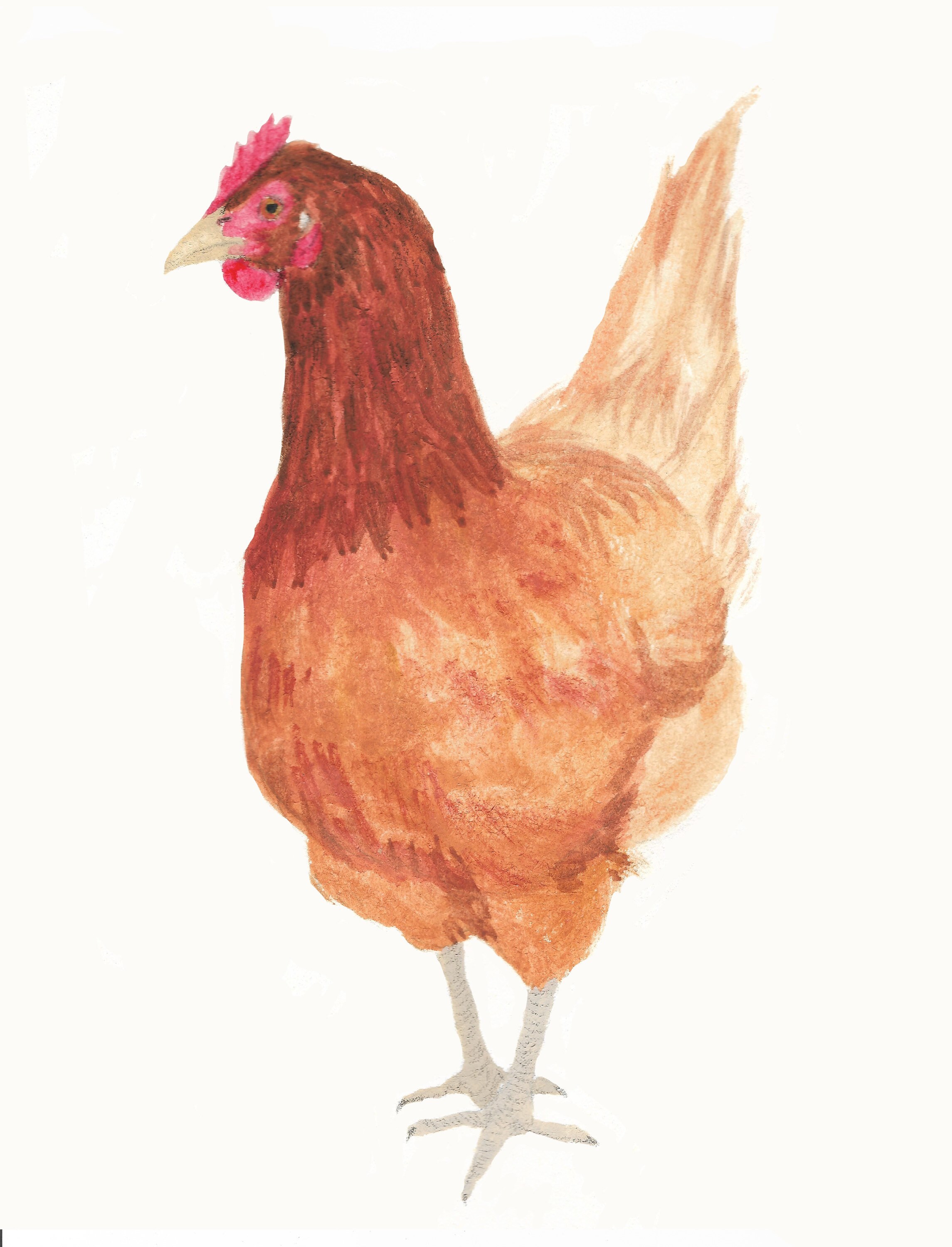 Hen Print sets | Etsy