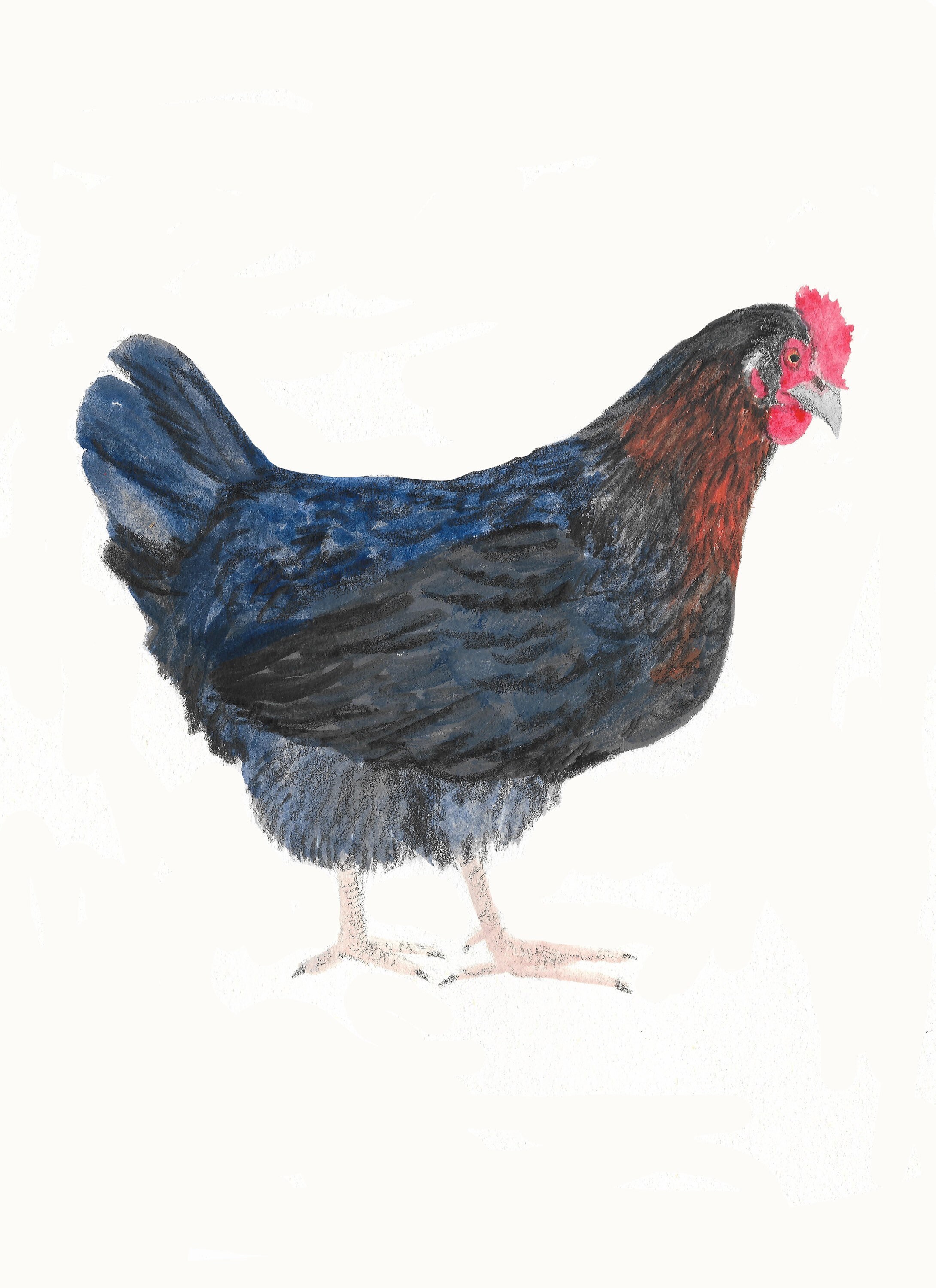 Hen Print sets | Etsy