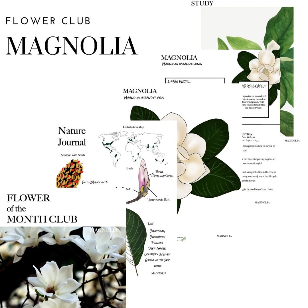 Flower Club: Magnolia - Etsy