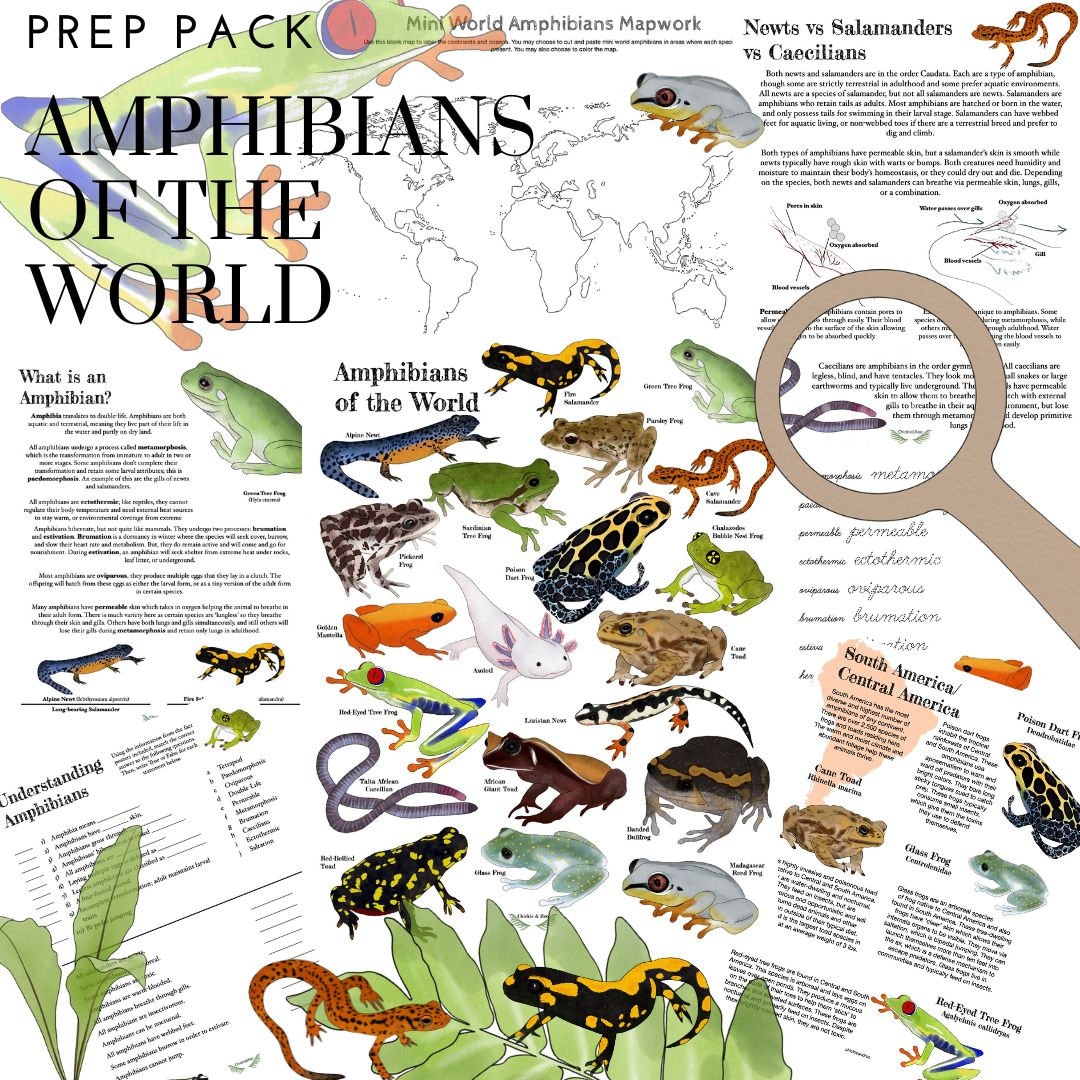 Amphibians of the World Prep Pack - Etsy