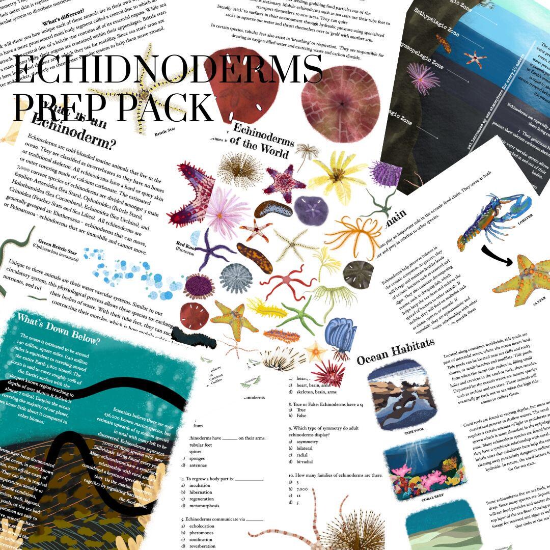 Echinoderms Prep Pack: Sea Stars and More! - Etsy