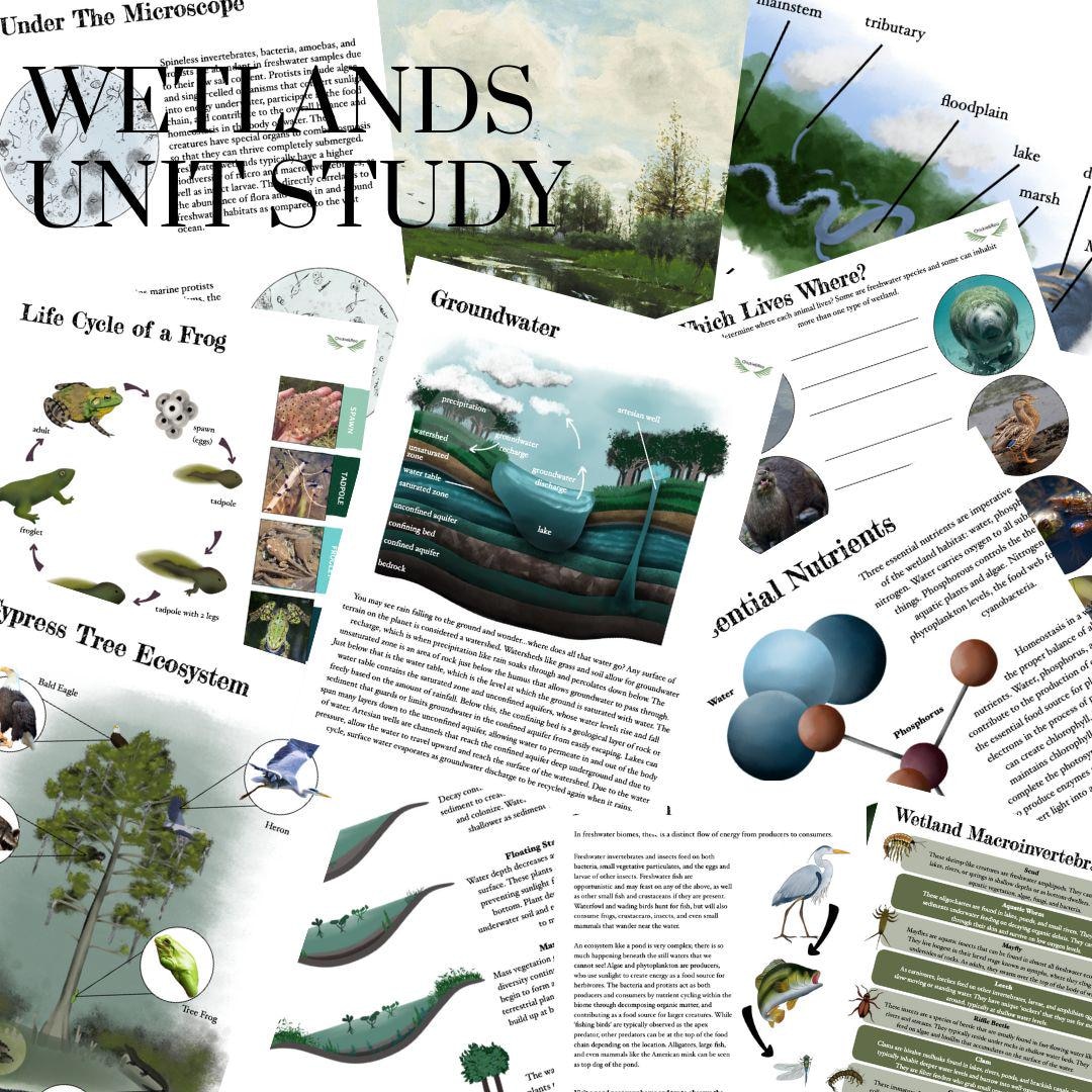 Wetlands Unit Study - Etsy