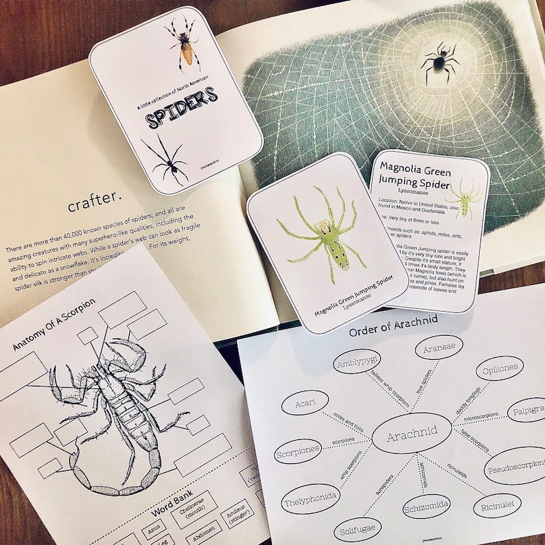 Prep Pack: Arachnids - Etsy
