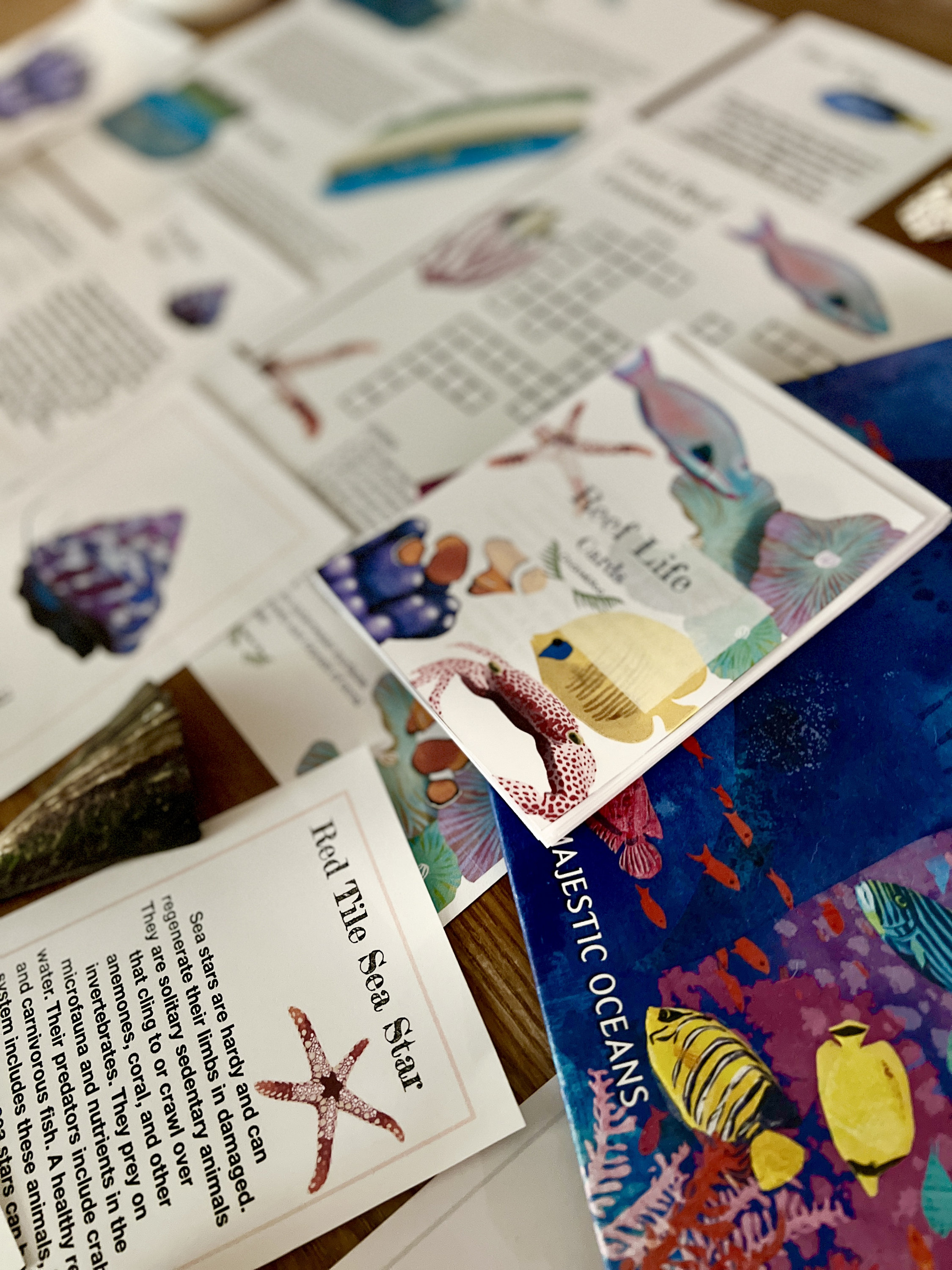 Coral Reef Prep Pack - Etsy