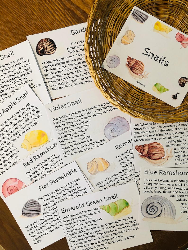 Snail Collection - Etsy