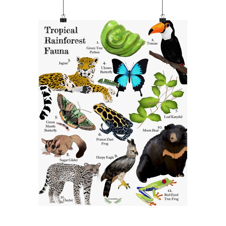 Tropical Rainforest Poster - Etsy