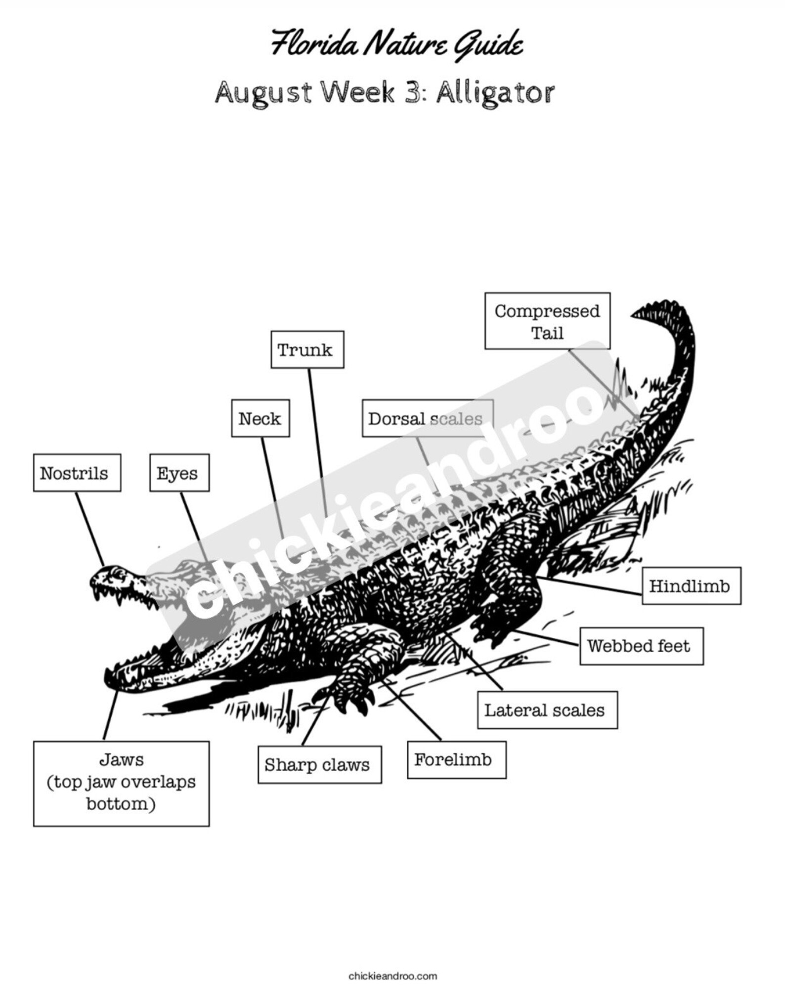 Florida Nature Guide-charlotte Mason-inspired Full Year Curriculum - Etsy