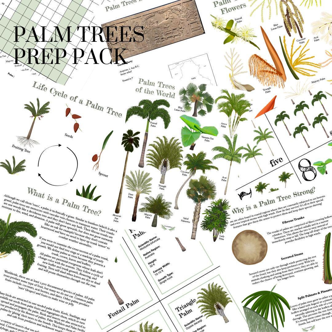 Palm Trees of the World - Etsy