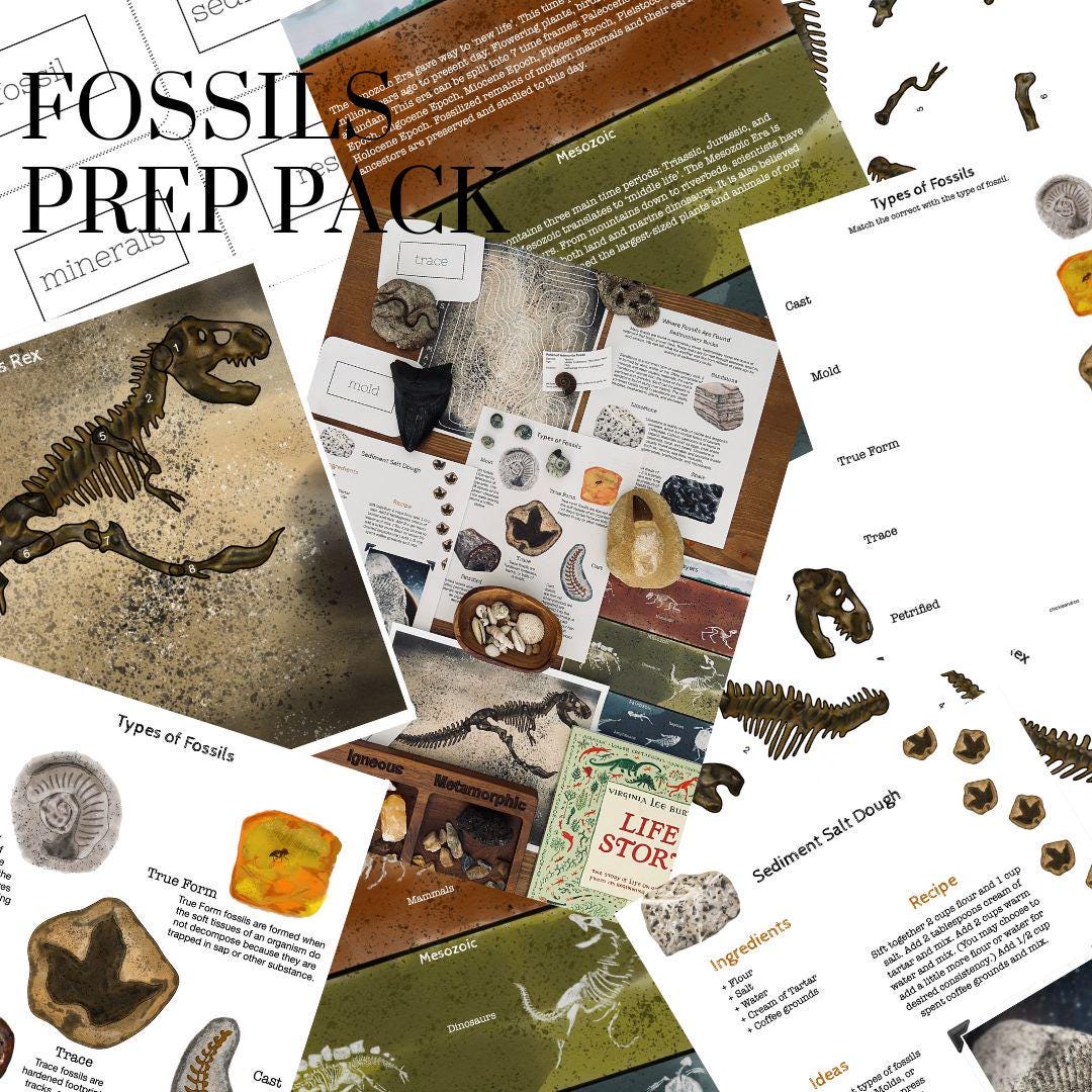 Prep Pack: Fossils - Etsy