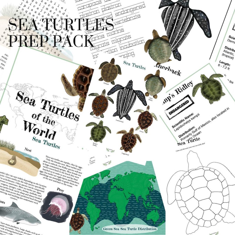 Sea Turtle Poster - Etsy