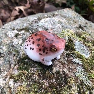 SQUISHY Desert Rain Frog. Cute Butt Frog Fidget Weirdcore Desk Toy for ...