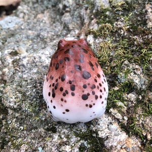 SQUISHY Desert Rain Frog. Cute Butt Frog Fidget Weirdcore Desk Toy for ...