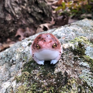 SQUISHY Desert Rain Frog. Cute Butt Frog Fidget Weirdcore Desk Toy for ...