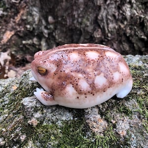 GIANT FROG SQUISHY. Desert Rain Grumpy Frog Silicone Taba Style ...