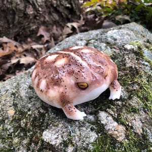 GIANT FROG SQUISHY. Desert Rain Frog Grumpy Stress Buddy - Etsy