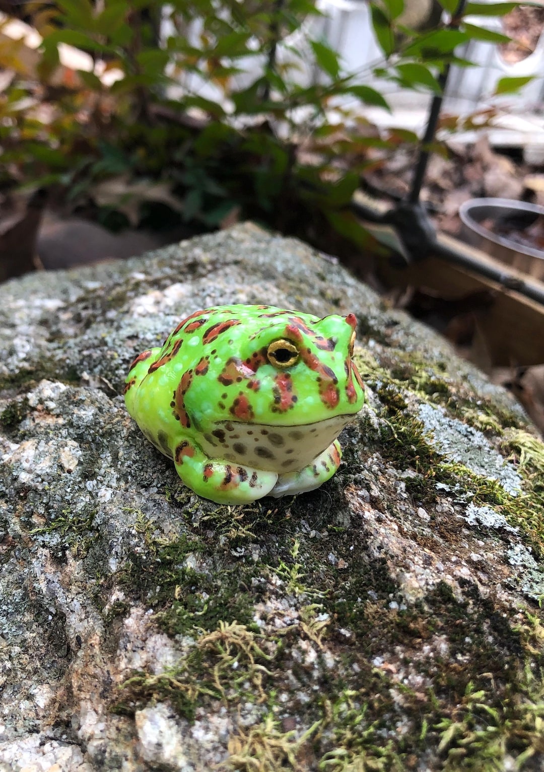 SQUISHY Pacman Type Frog. Silicone Frog Fidget - Etsy