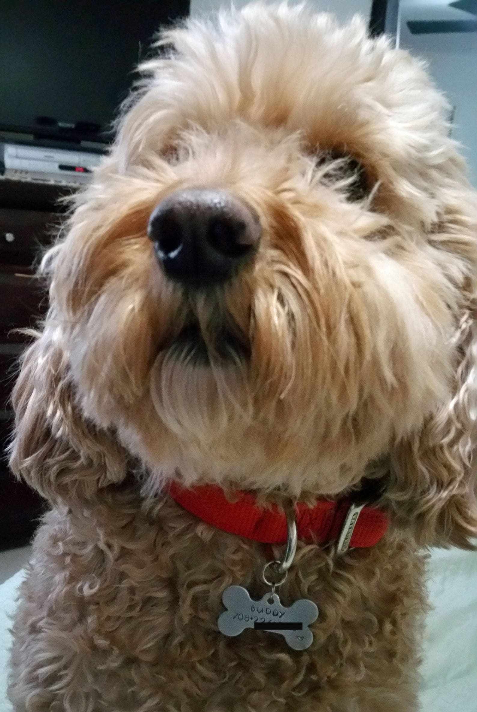 Dog Name Tag Dog Tag for Dogs Dog ID Tag Dog Tag for | Etsy