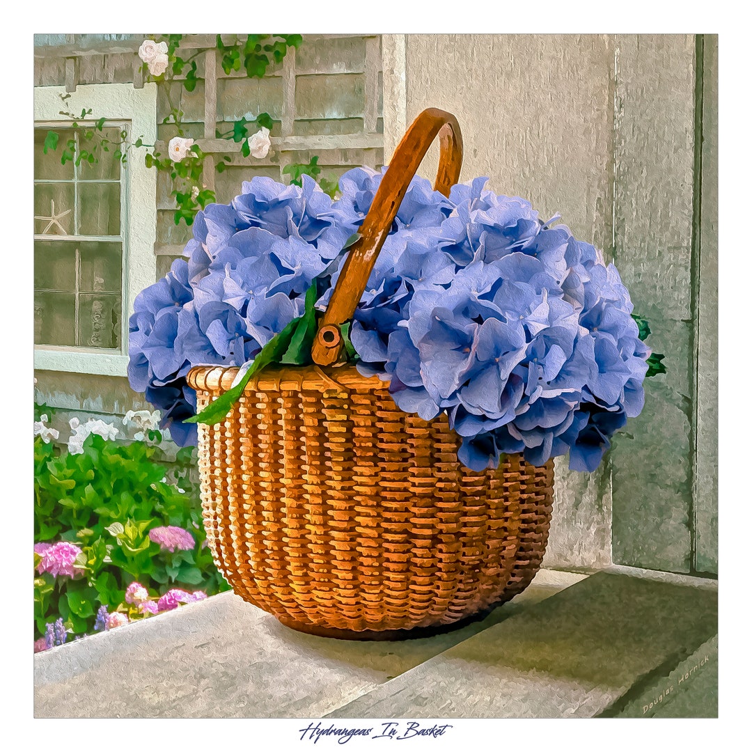 Hydrangeas in Basket, Nantucket Island - Etsy