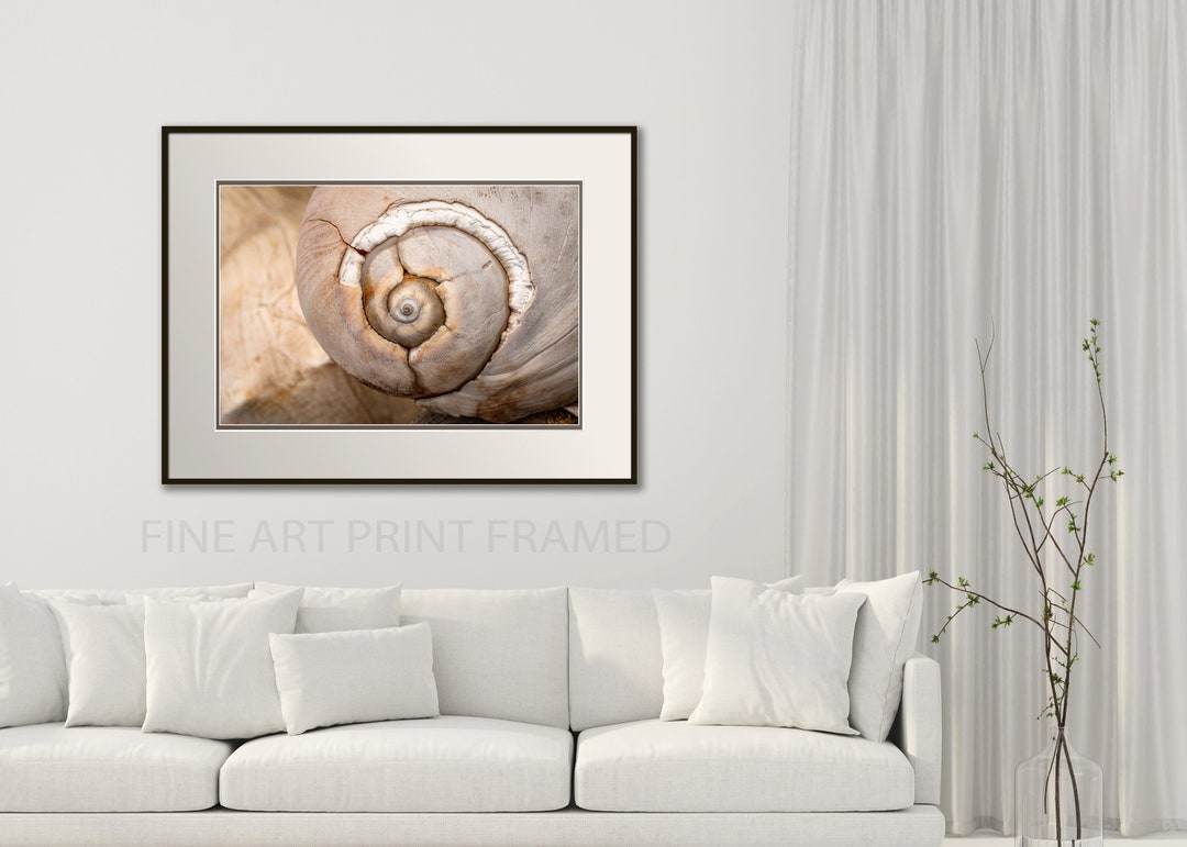 Nantucket Sea Shells Nantucket Island Fine Art Print Canvas - Etsy