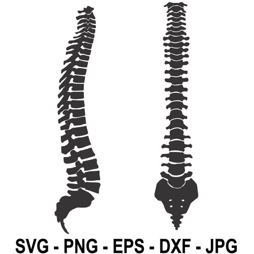 Spine Svg Floral Spine Svg Human Spine Svg Spinal Cord Svg | Etsy