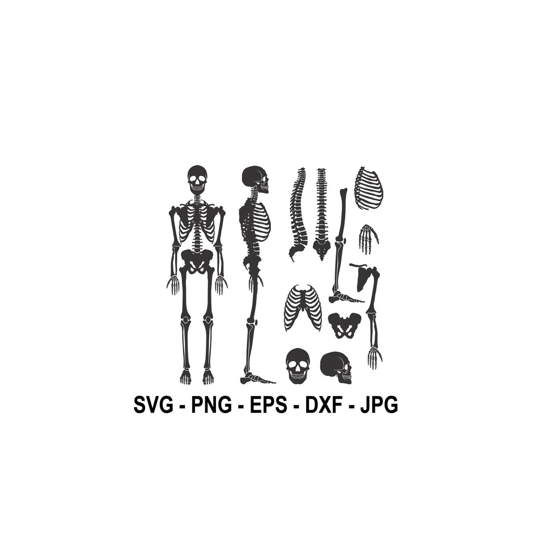 Human Bones Svg,bones Svg,cut File Circut,silhouette Cameo,instant ...