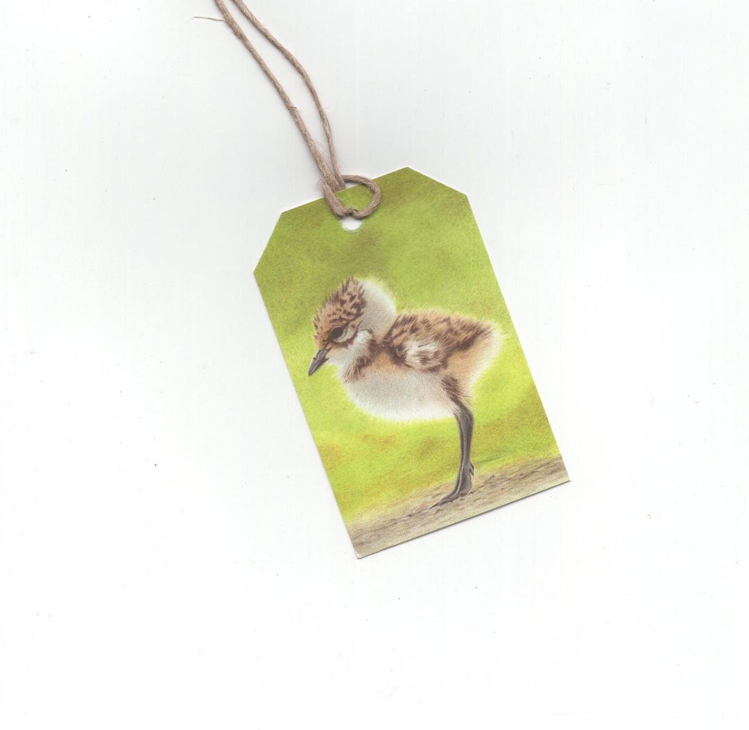 Juvenile Lapwing, Set of 6 Gift Tags, Print of Colouredpencildrawing ...
