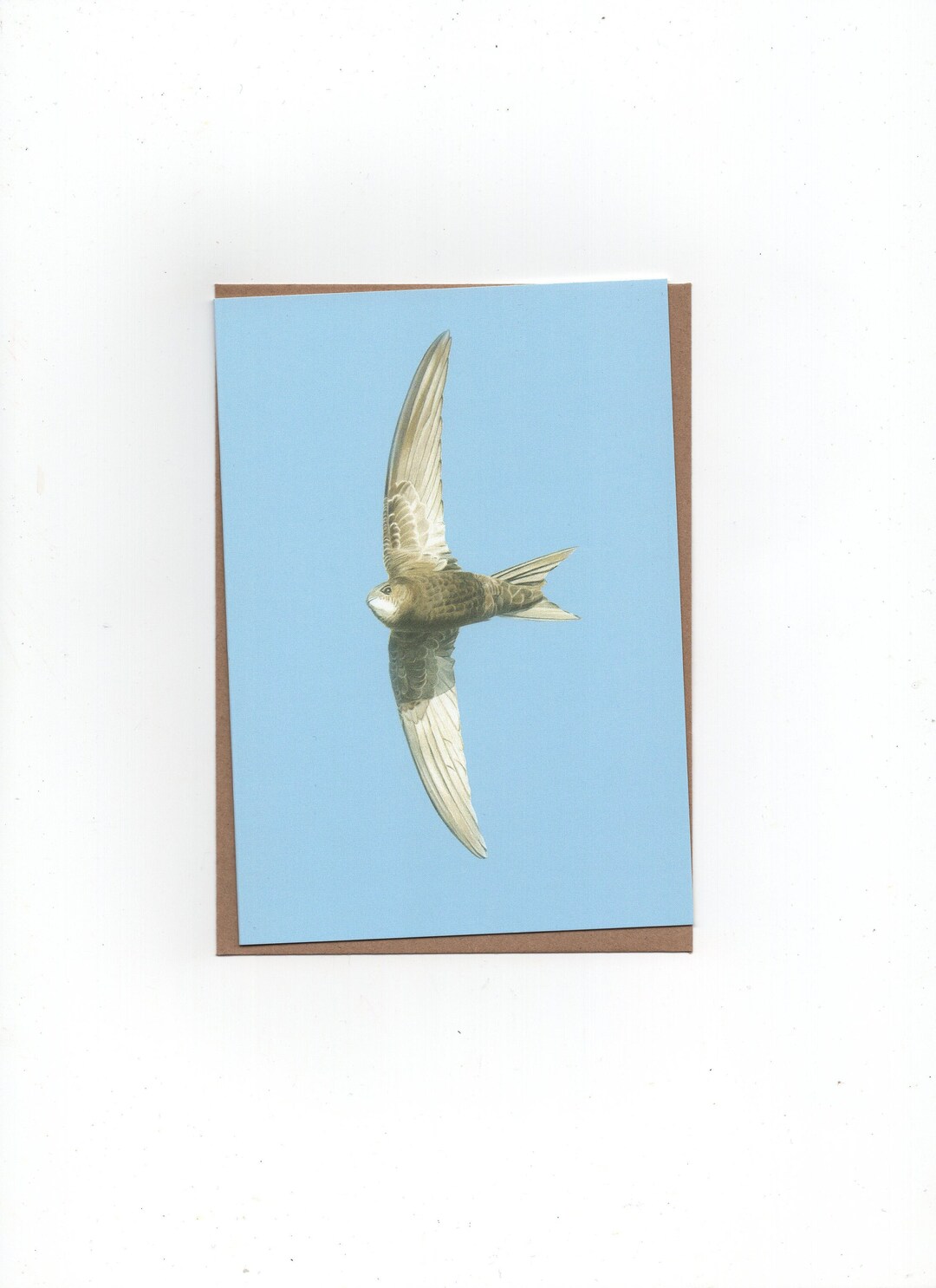Common Swift, Folded Card With Envelope, Print of a Coloured Pencil ...