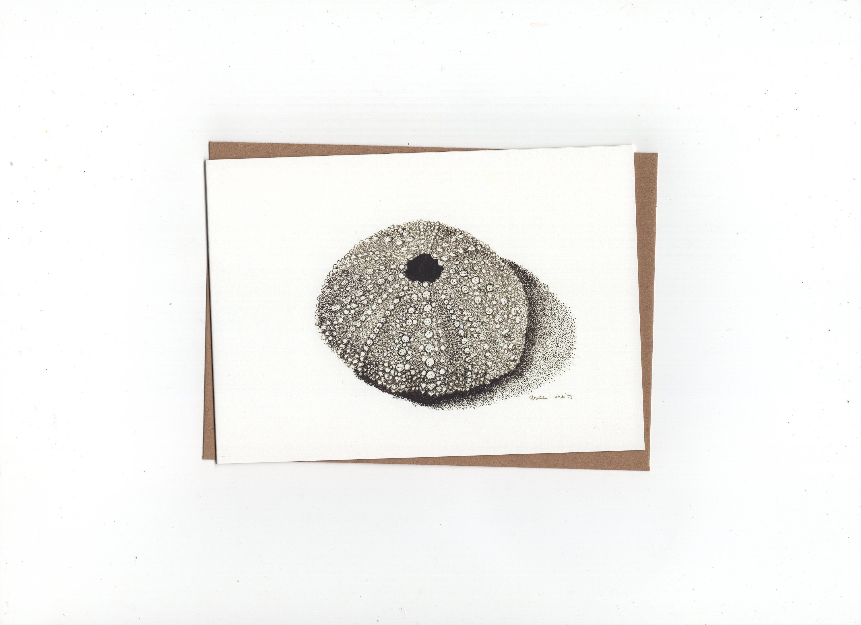 Sea Urchin Shell Drawing